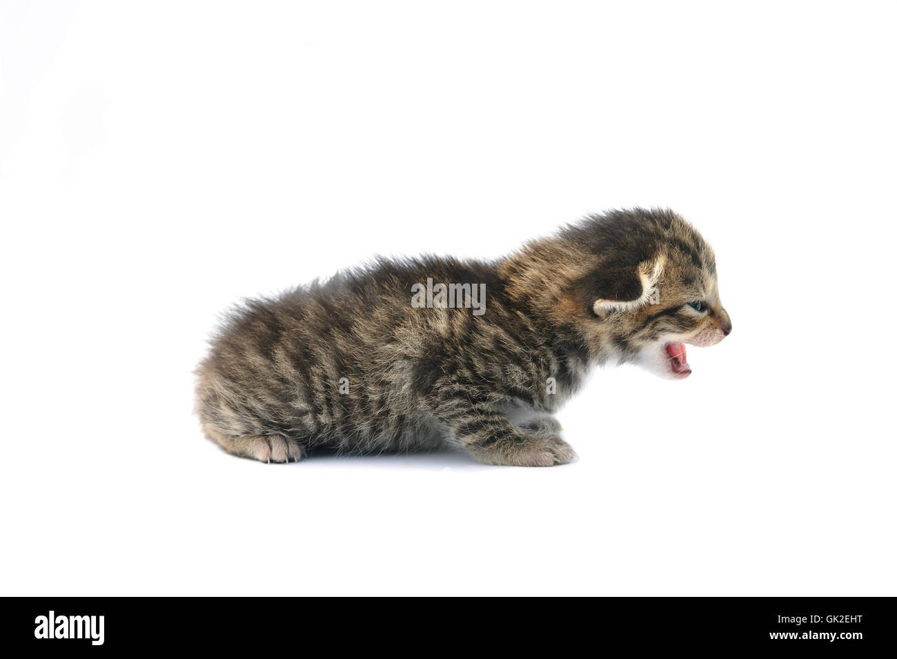 isolated cat baby kitten Stock Photo - Alamy