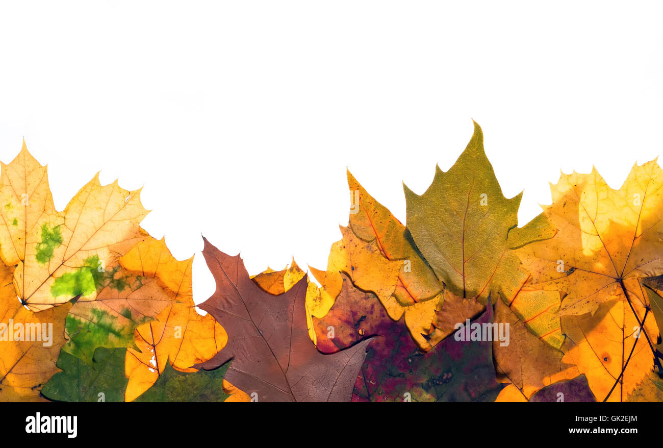 fall leaves with copy space Stock Photo - Alamy