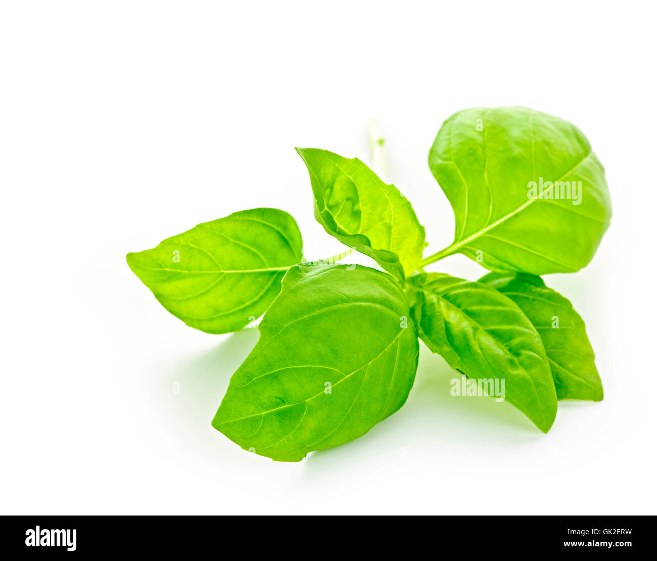 Basil twig hi-res stock photography and images - Alamy