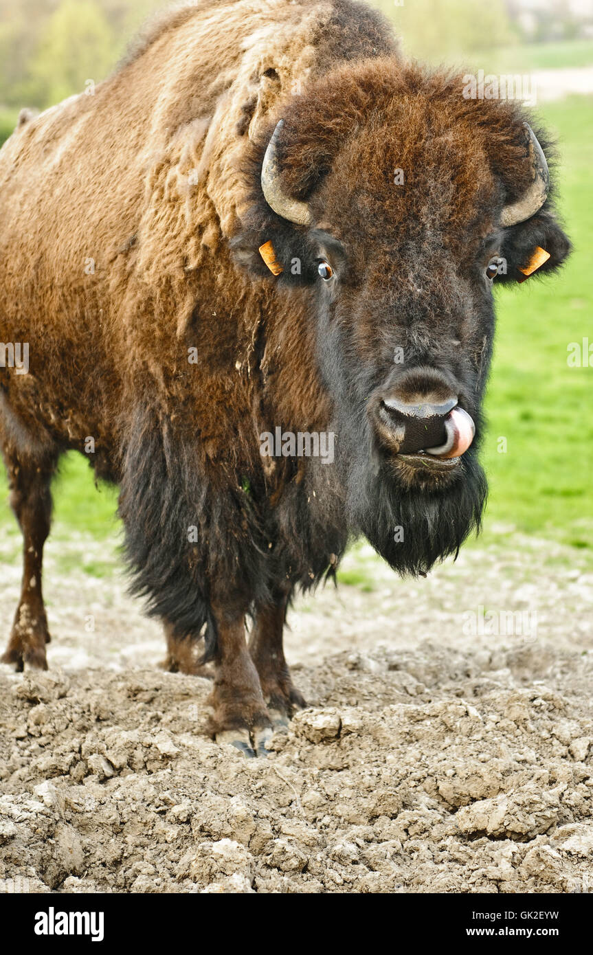 Native American Bison Hunt High Resolution Stock Photography and Images ...