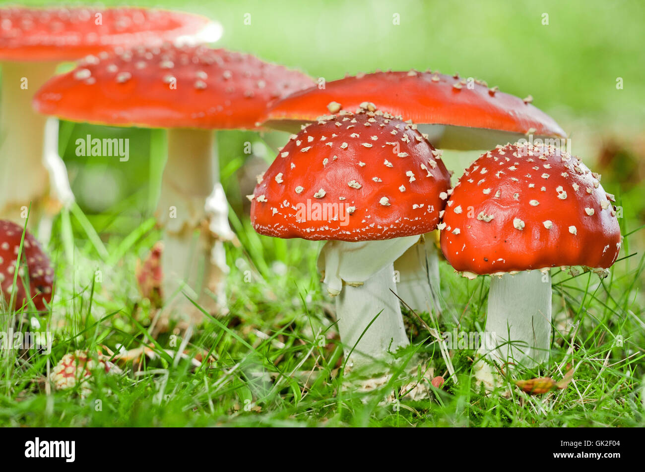 Spotted mushroom cap hi-res stock photography and images - Alamy