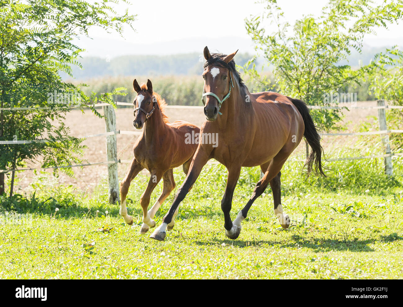 Mare and foal gallop hi-res stock photography and images - Alamy