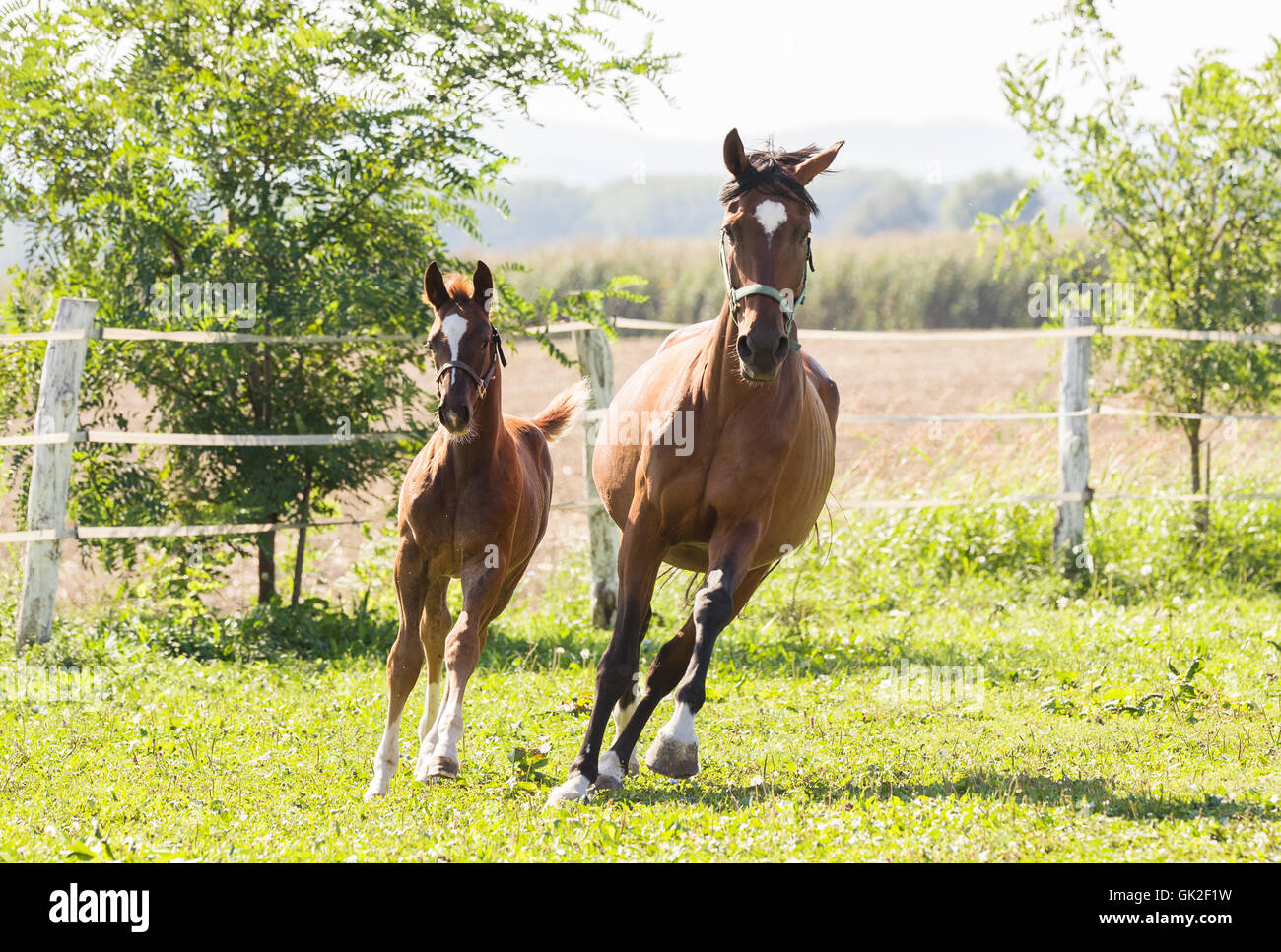 Mare and foal gallop hi-res stock photography and images - Alamy