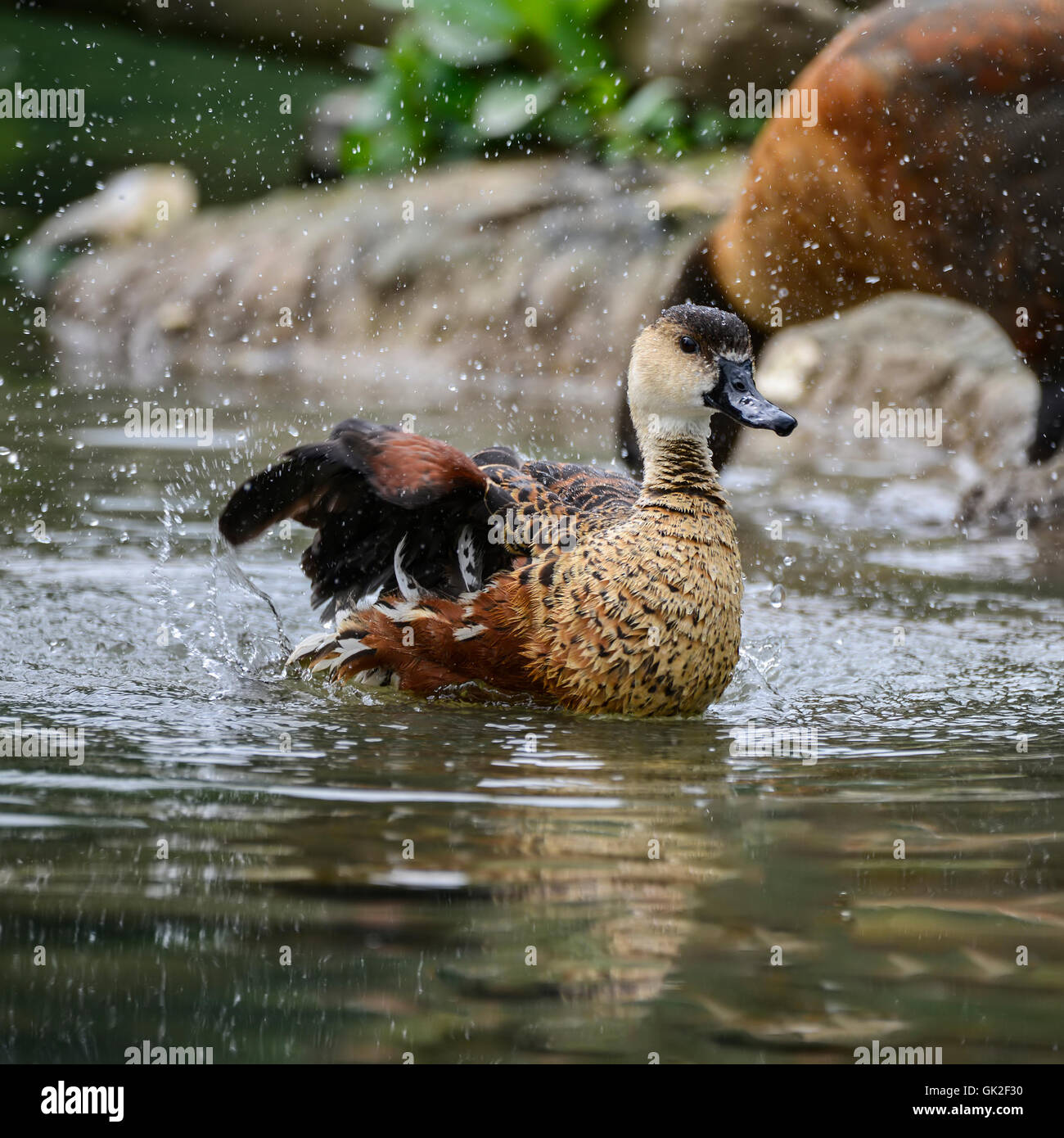 Wandering Whistling Duck chick cleaning itself in pond flapping wings ...
