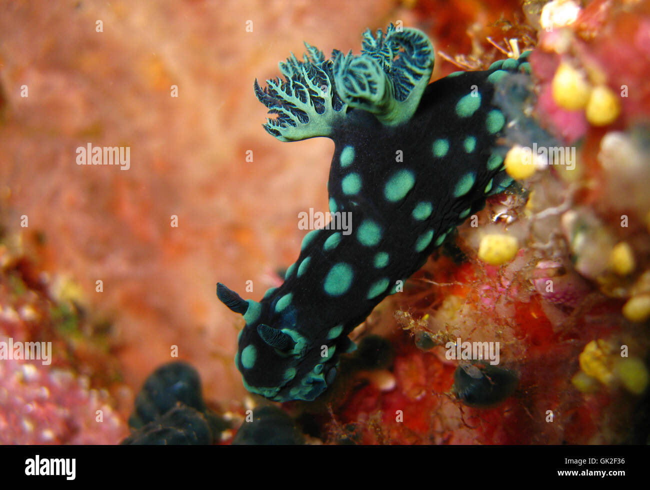 Underwater snail hi-res stock photography and images - Alamy