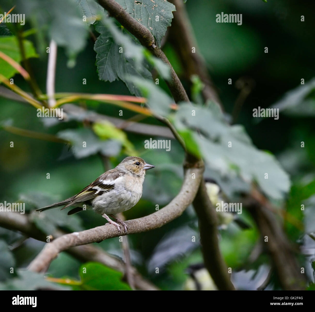 Portrait of female Chaffinch Fringilla Coetebs bird perched in tree ...