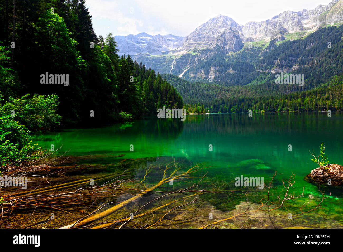 Adige tree alp hi-res stock photography and images - Alamy