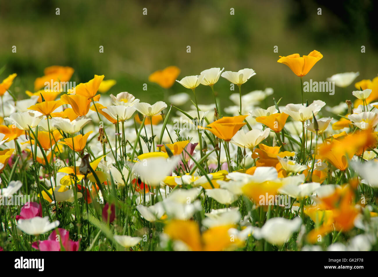 bloom blossom flourish Stock Photo - Alamy
