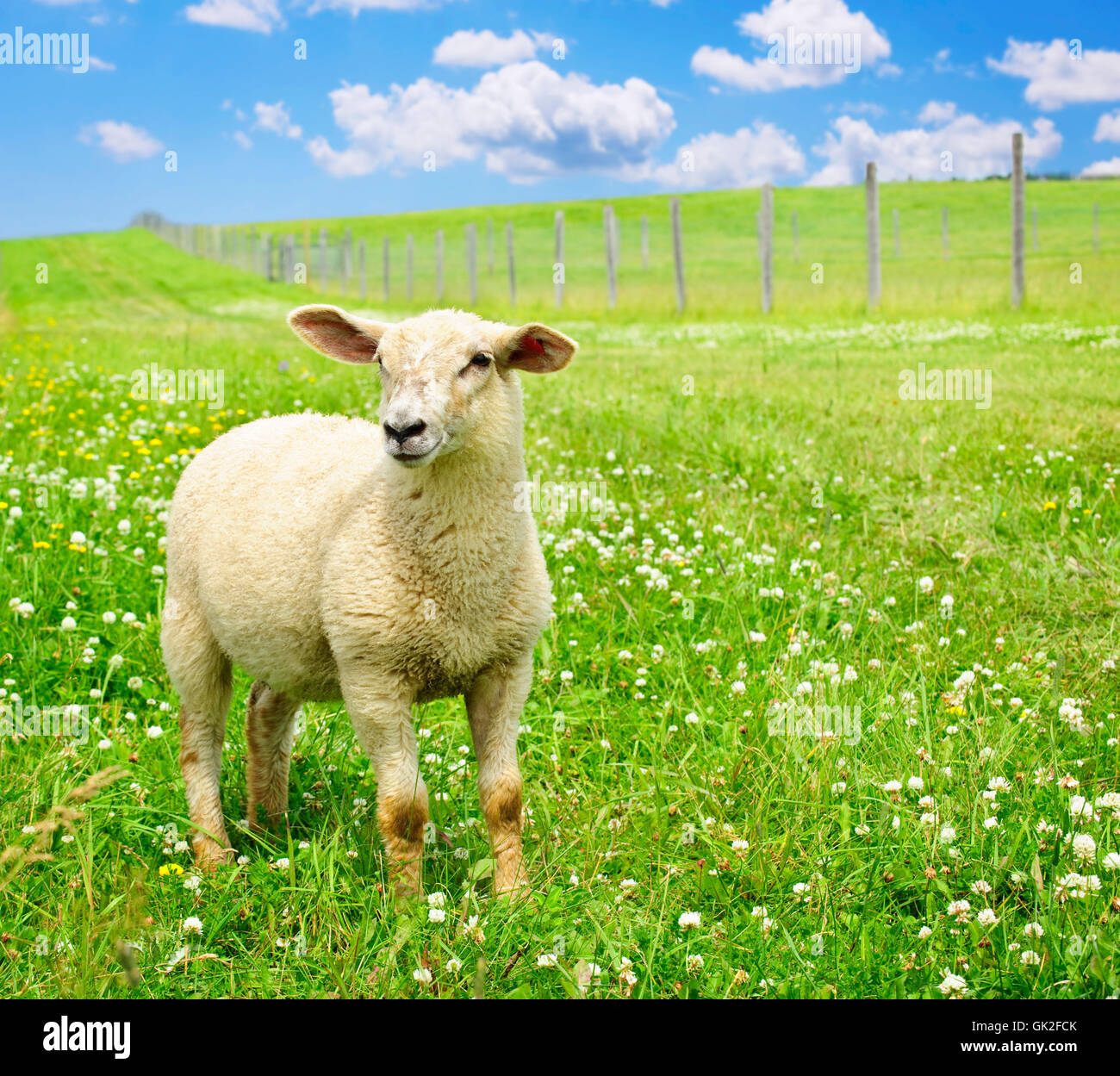 Sheep funny wool hi-res stock photography and images - Alamy