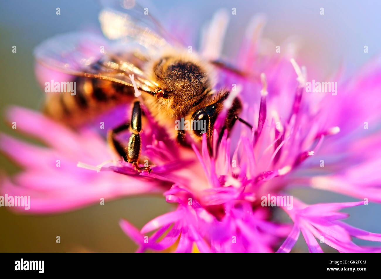 insect bees honeybee Stock Photo - Alamy