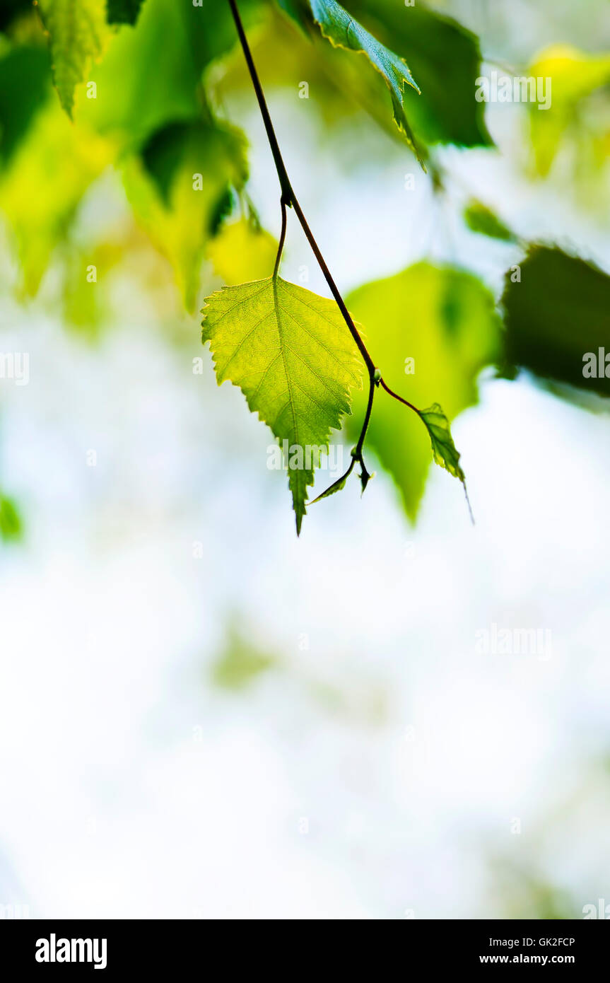 leaf tree leaves Stock Photo - Alamy