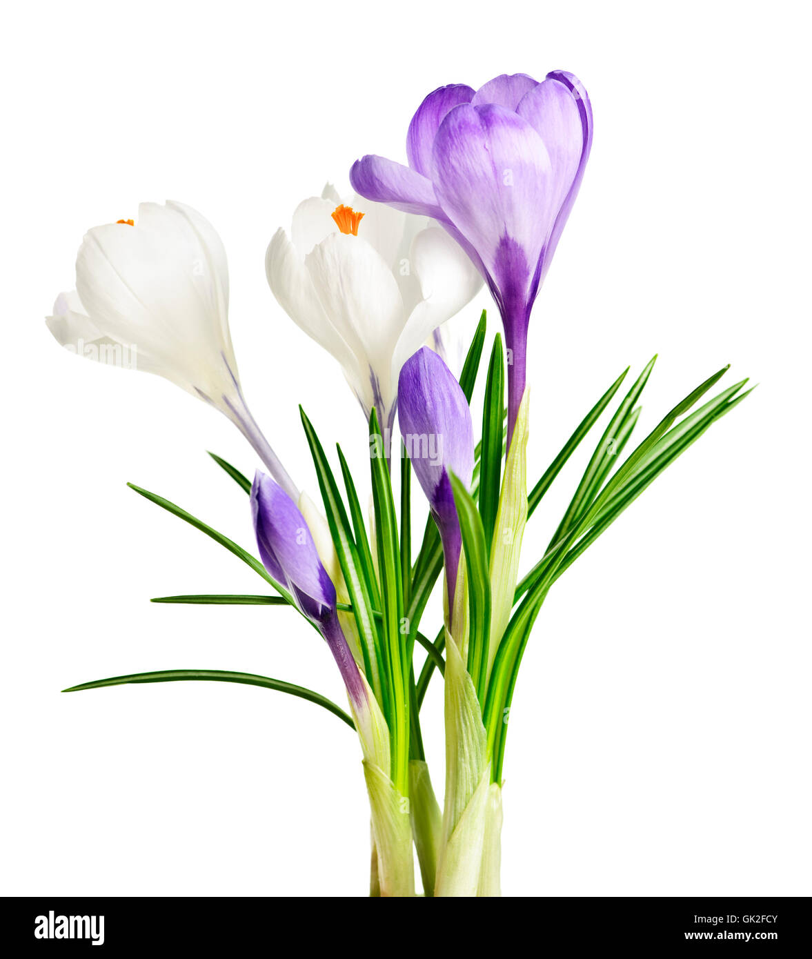 isolated flower plant Stock Photo - Alamy