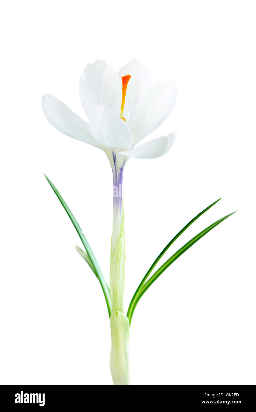 isolated flower plant Stock Photo - Alamy