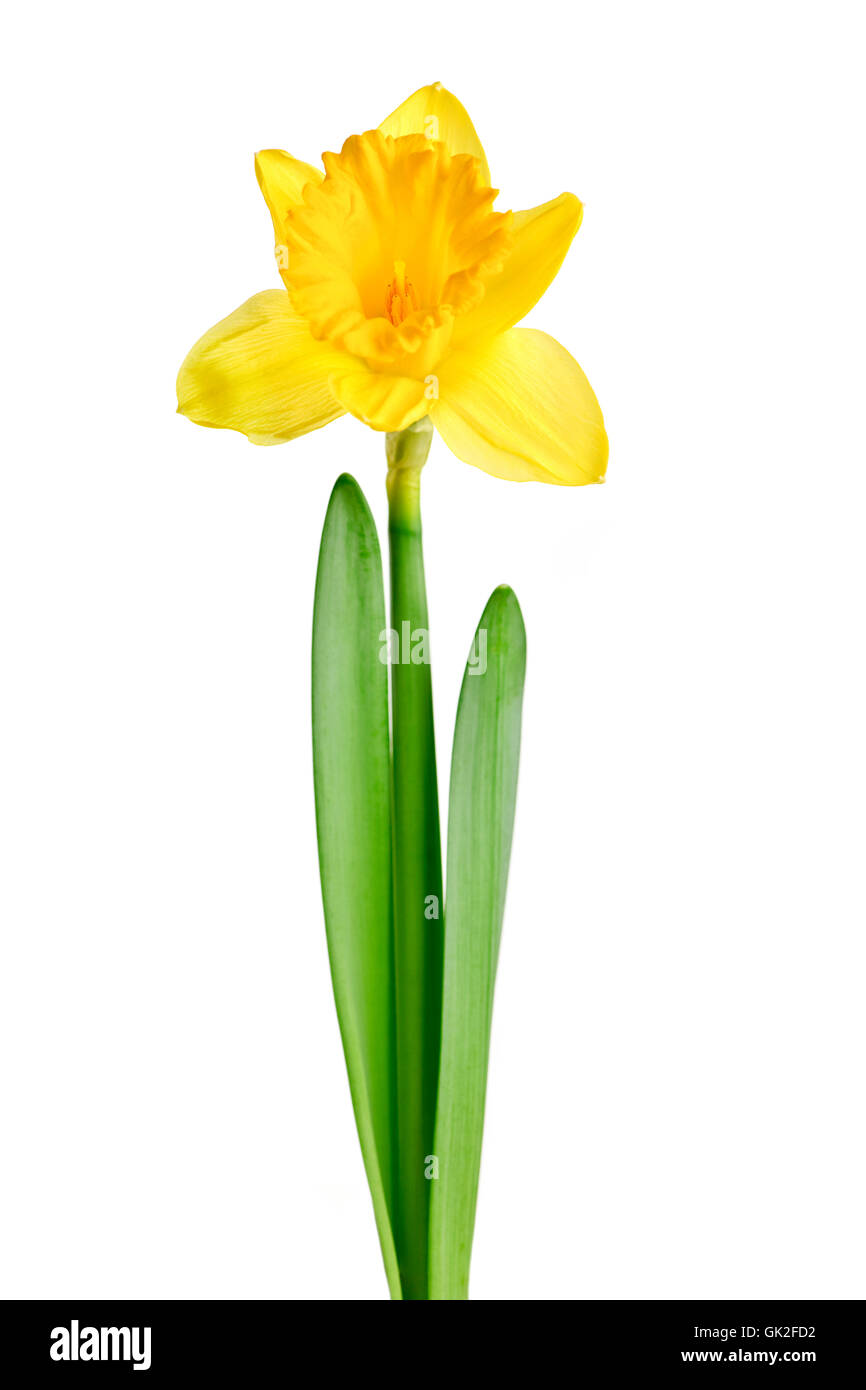 isolated flower plant Stock Photo - Alamy