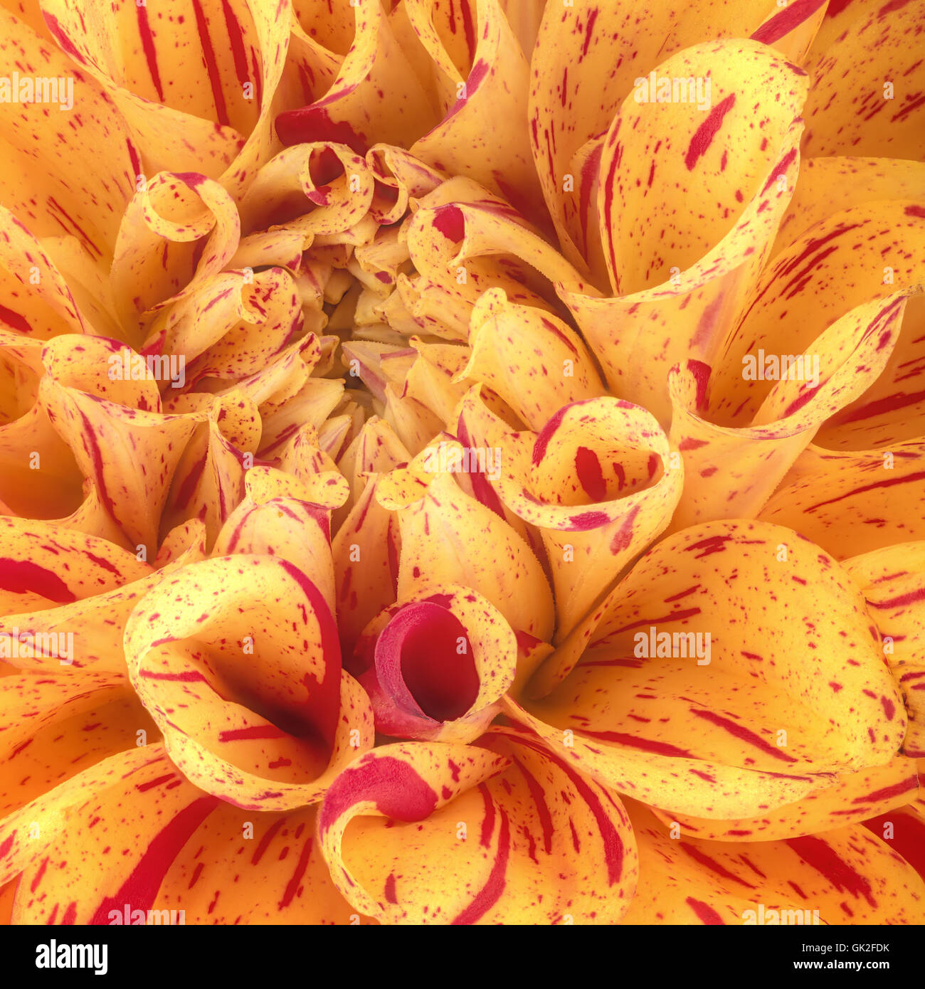 Yellow with red strip flower petals, close up and macro of ...