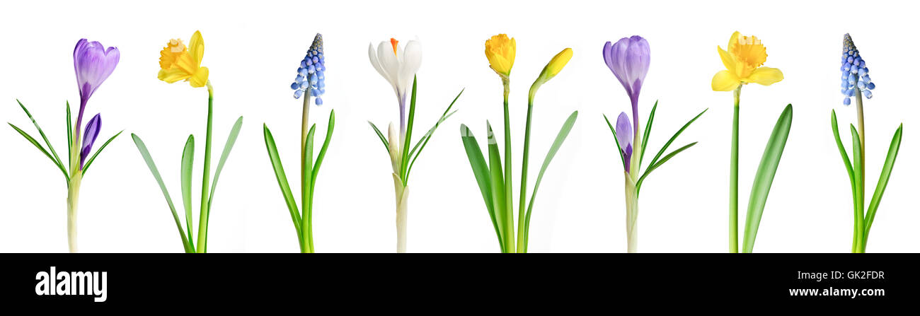 isolated flower flowers Stock Photo - Alamy