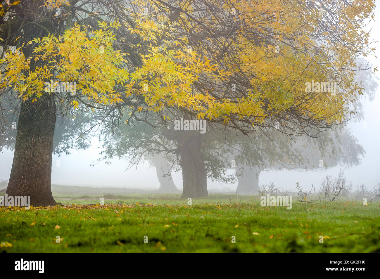 Fog willow tree hi-res stock photography and images - Alamy