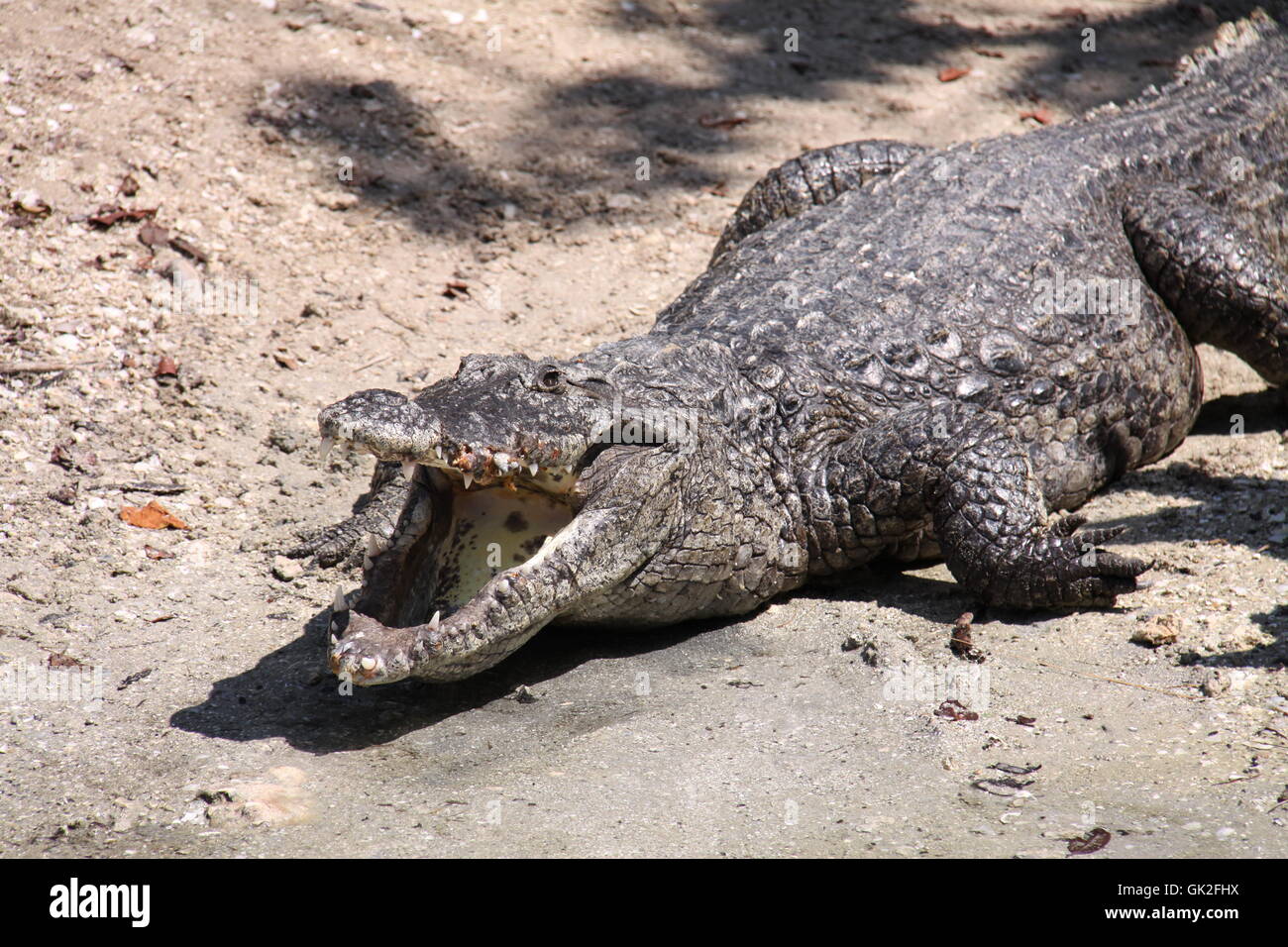 Crocodile leg hi-res stock photography and images - Alamy