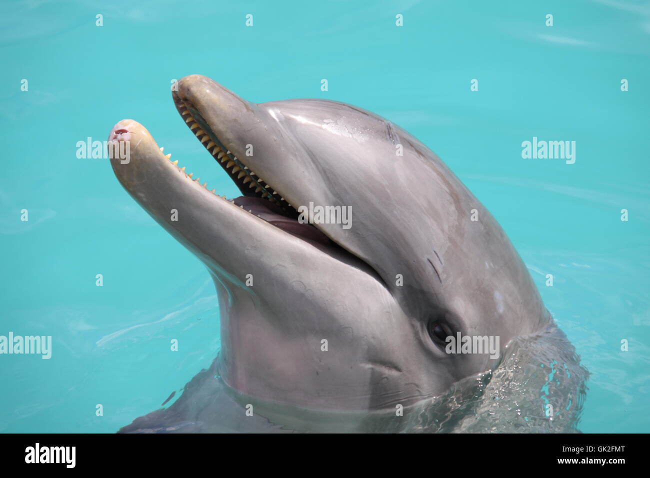 fish dolphin caribbean Stock Photo - Alamy