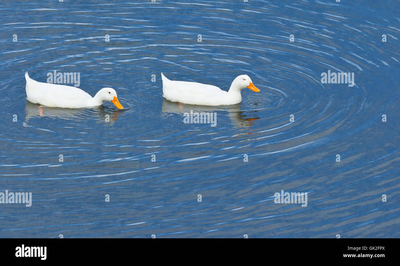 Deep blue wings hi-res stock photography and images - Alamy