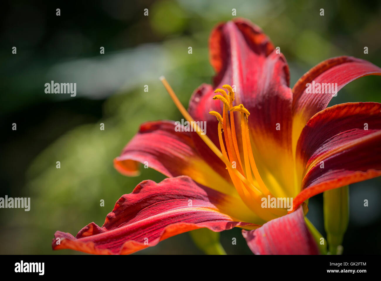 Beautiful dwarf Asiatic hybrid Lilium Matrix lily flower close up Stock ...