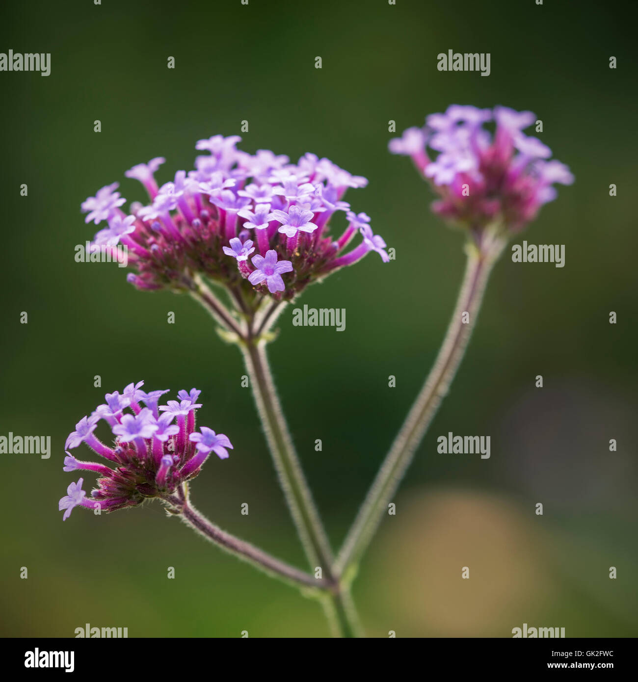 Verbena bonariensis hi-res stock photography and images - Alamy