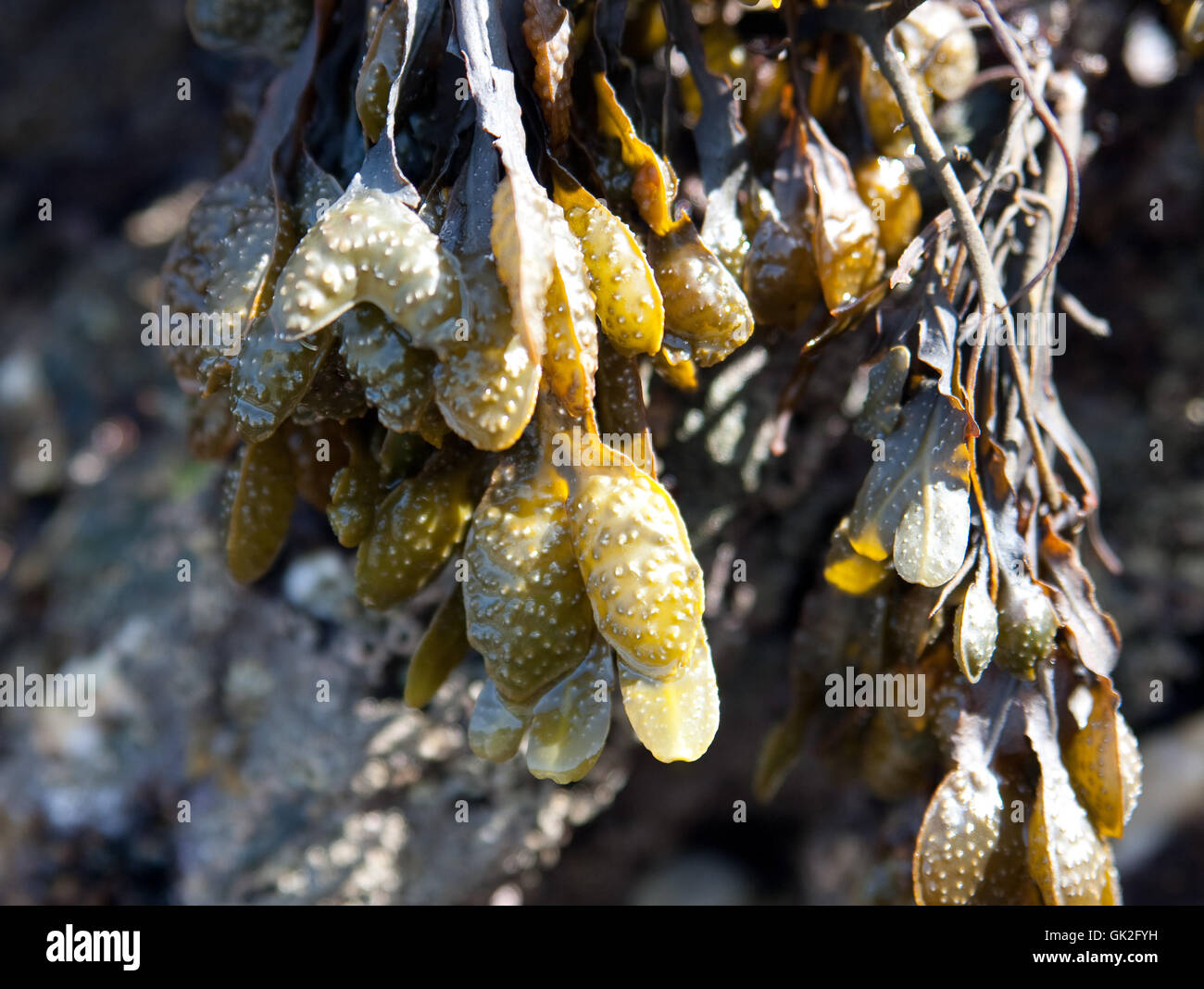 Bladder kelp hi-res stock photography and images - Alamy