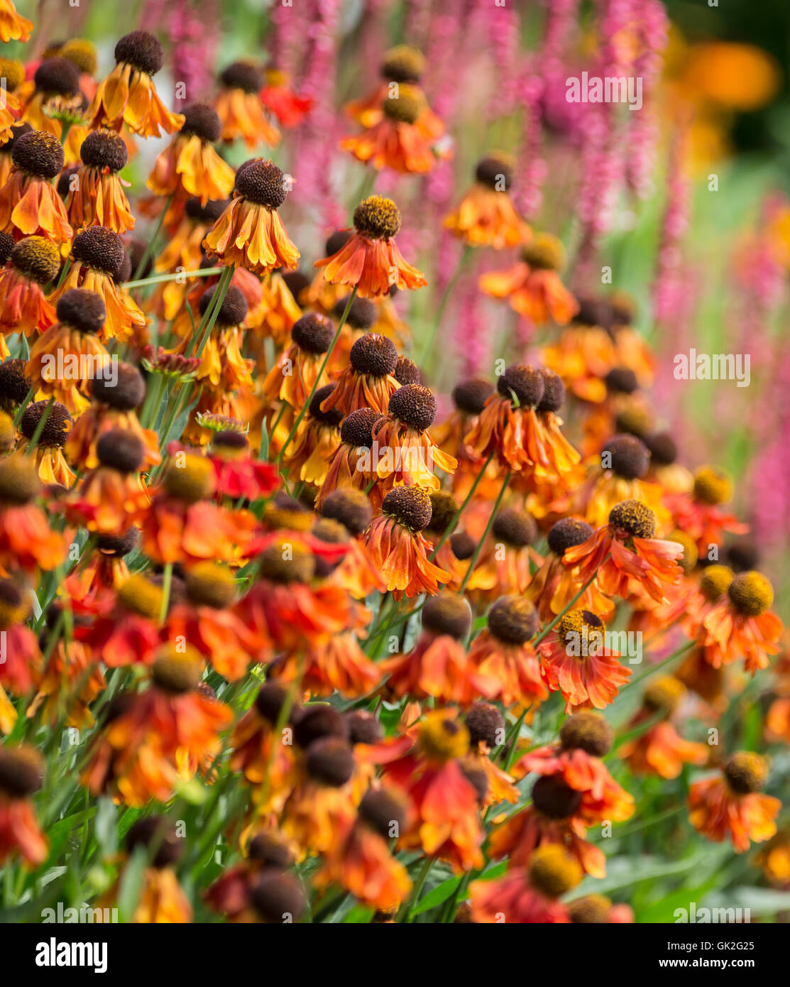 Vibrant field of wildflowers High Resolution Stock Photography and ...