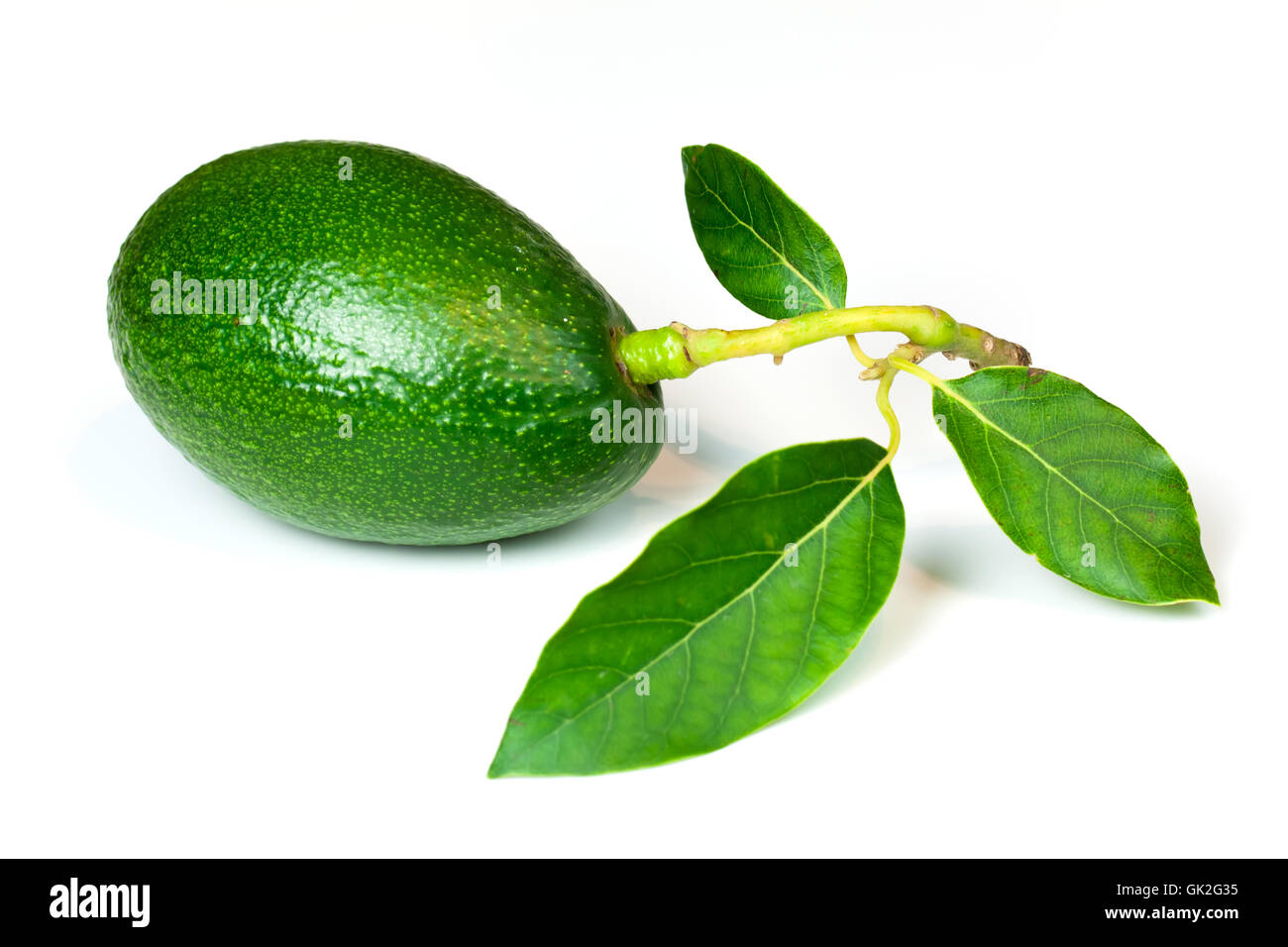 avocado on branch Stock Photo - Alamy