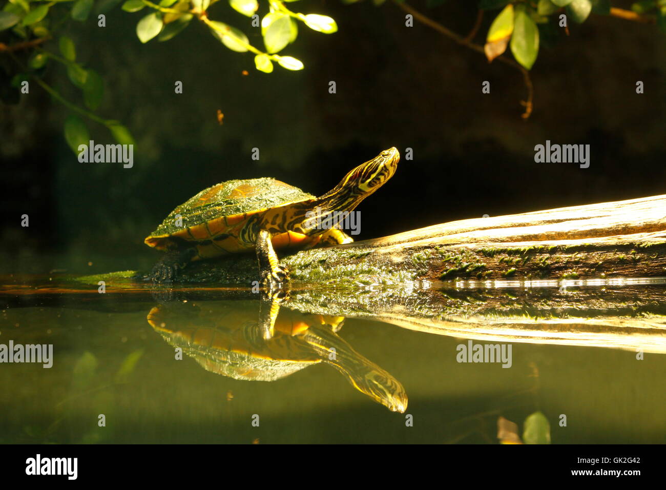 Sawback hi-res stock photography and images - Alamy