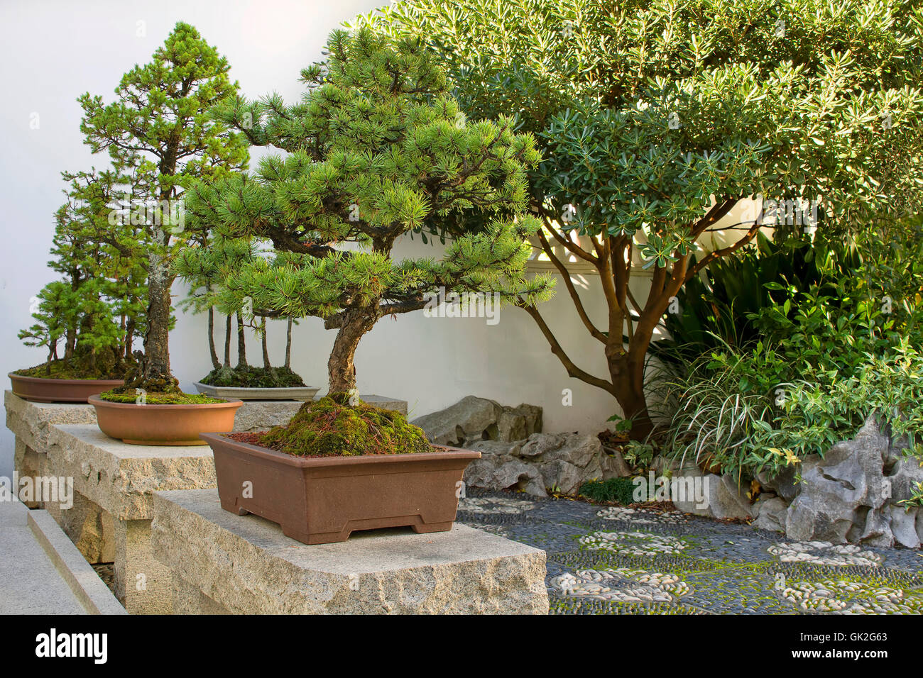 tree trees garden Stock Photo - Alamy