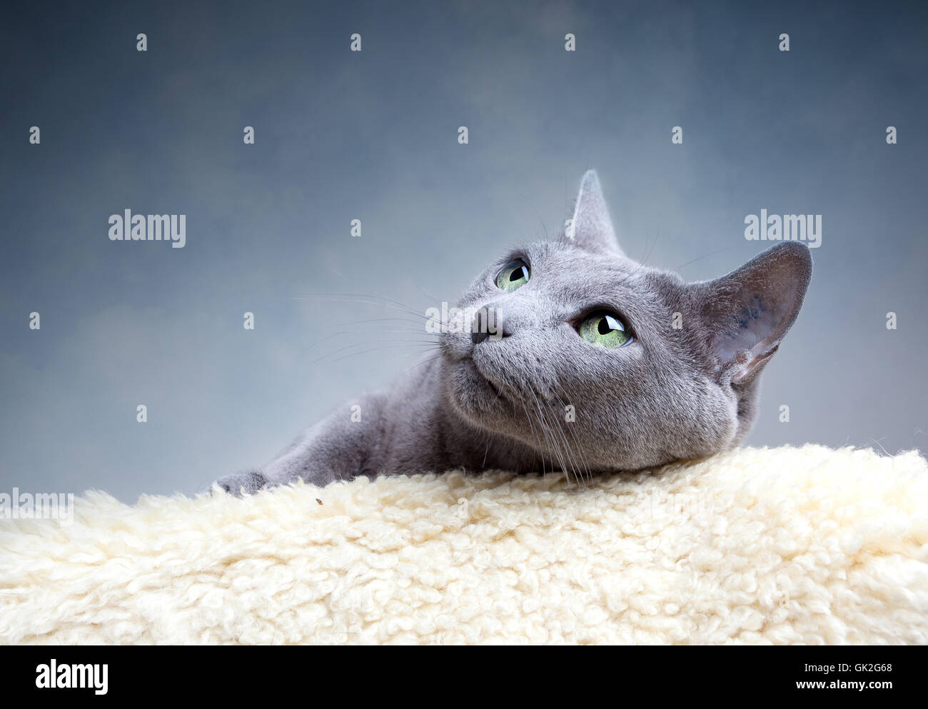 blue animal pet Stock Photo - Alamy