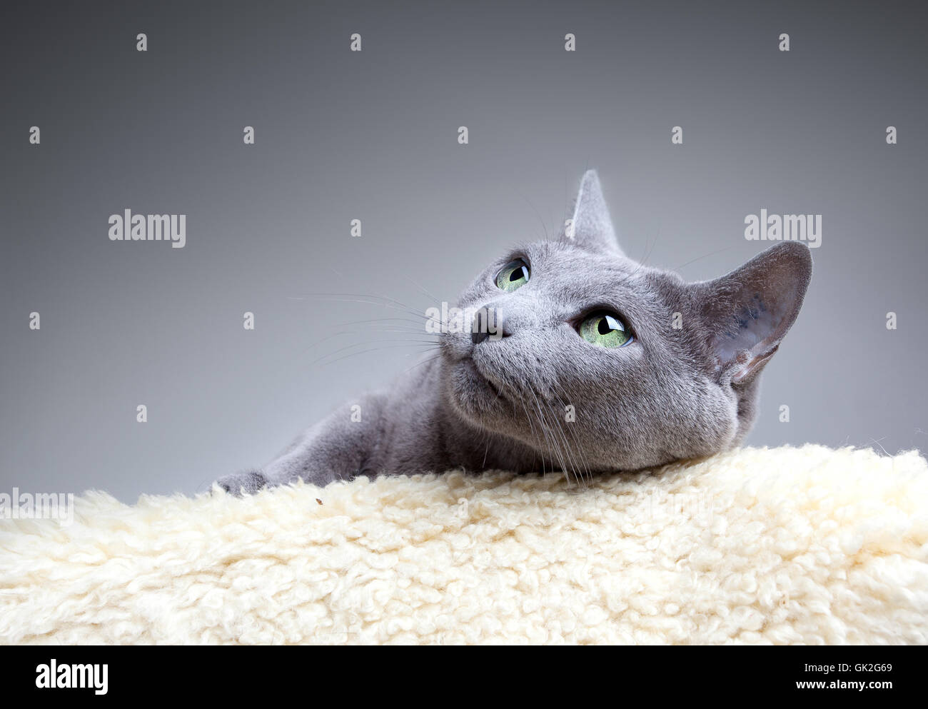 blue animal pet Stock Photo - Alamy