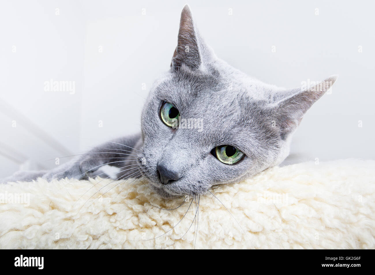 blue animal pet Stock Photo - Alamy
