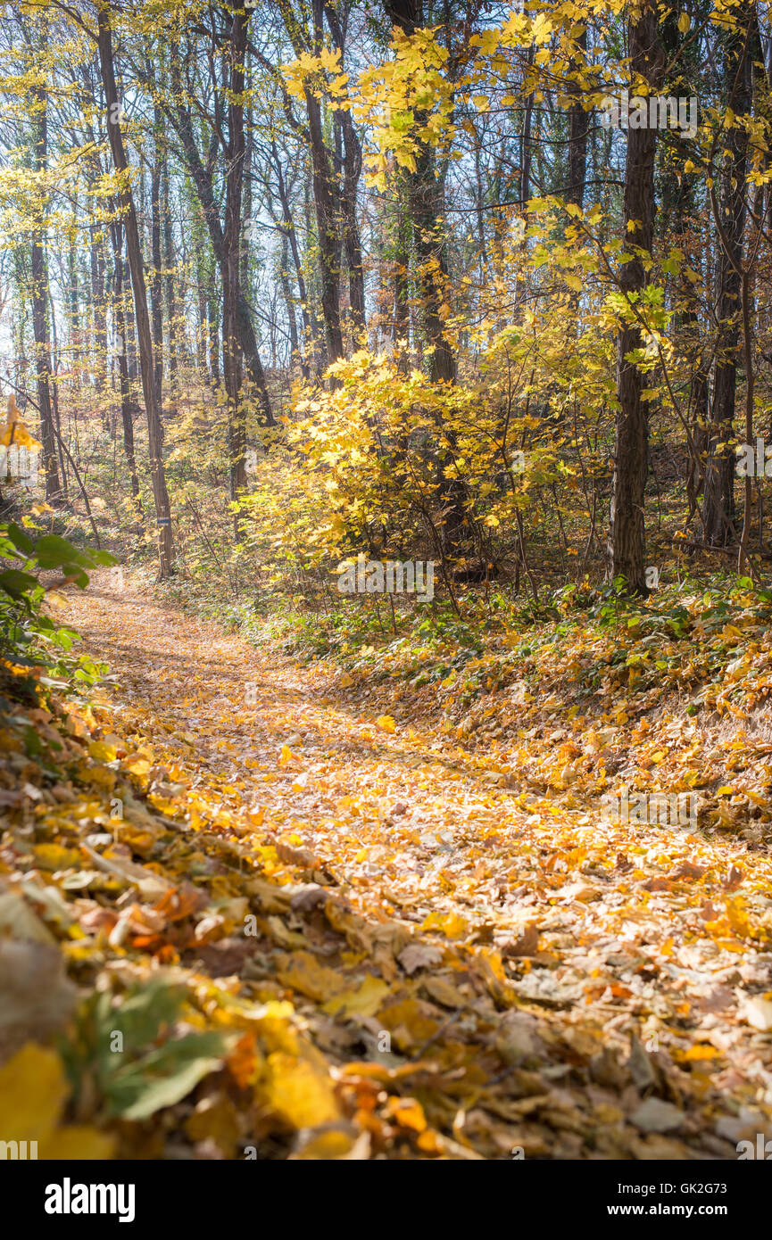 Pathway through forest hi-res stock photography and images - Alamy