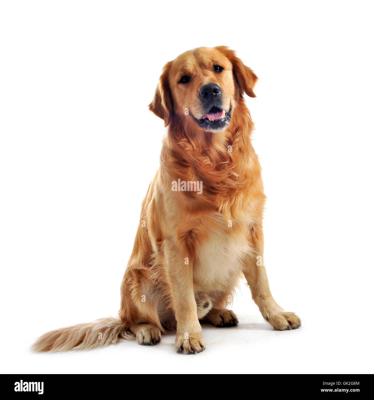 Golden labrador Cut Out Stock Images & Pictures - Alamy