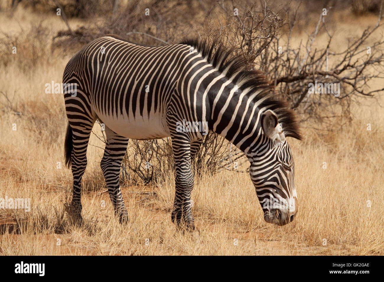 mammal africa zebra Stock Photo - Alamy