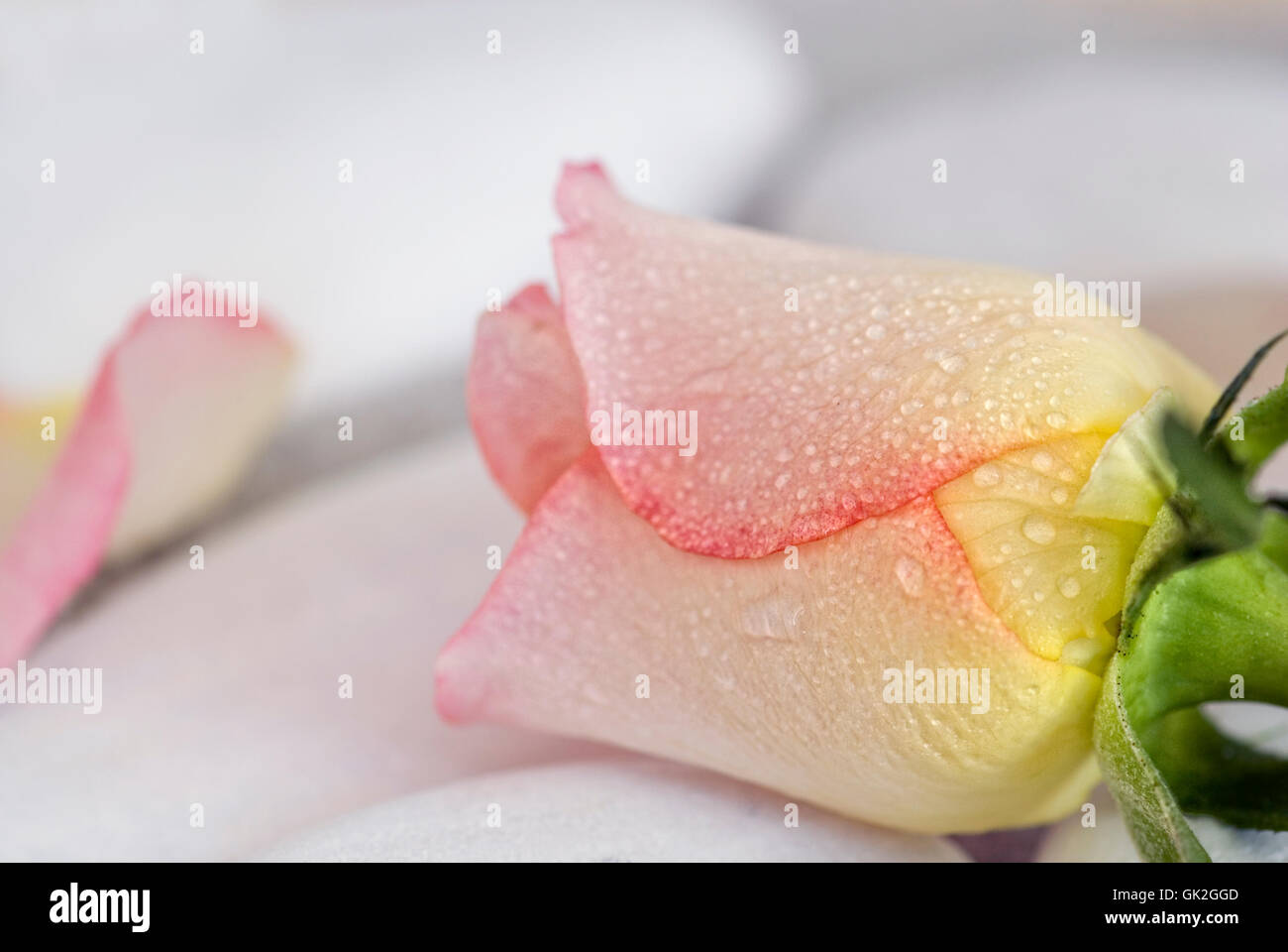 detail flower plant Stock Photo - Alamy