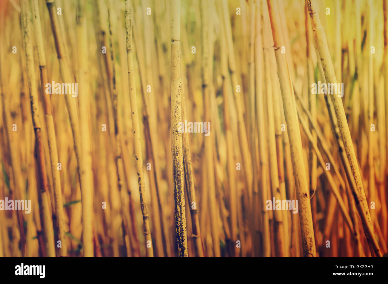 Dry reed background Stock Photo - Alamy