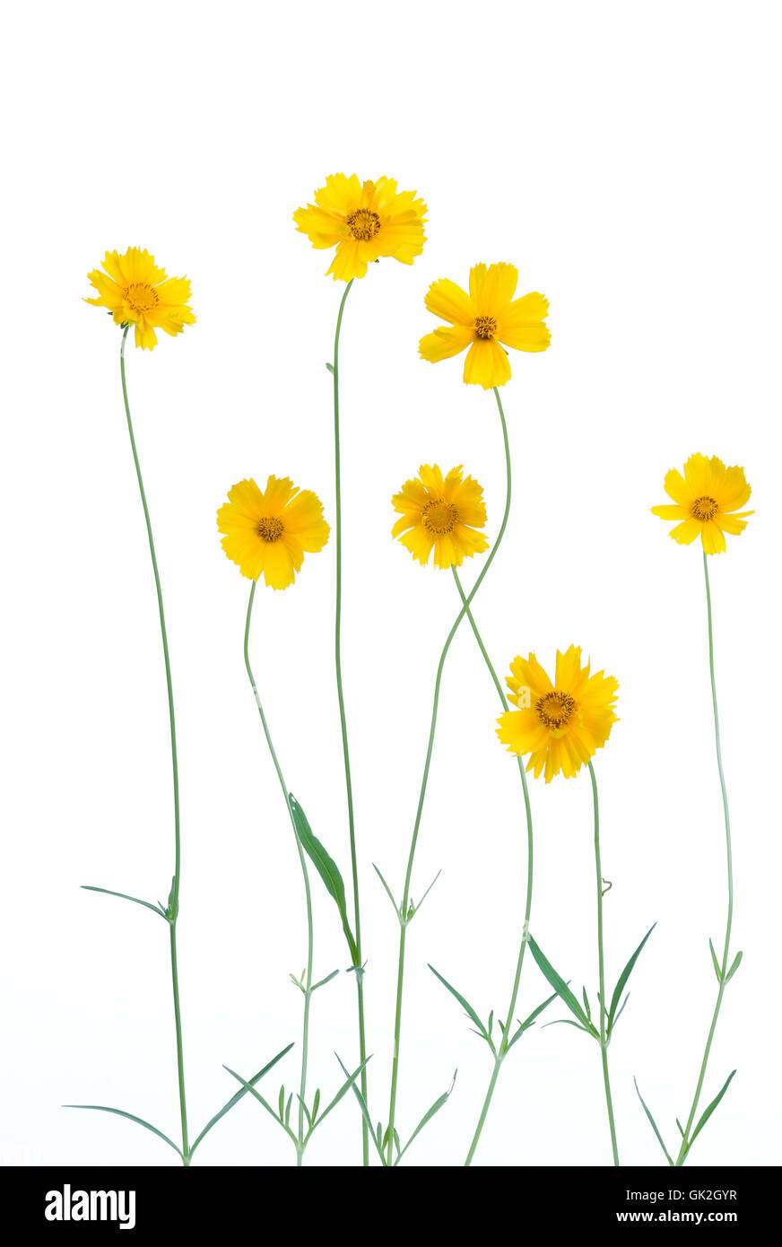 isolated flower flowers Stock Photo - Alamy
