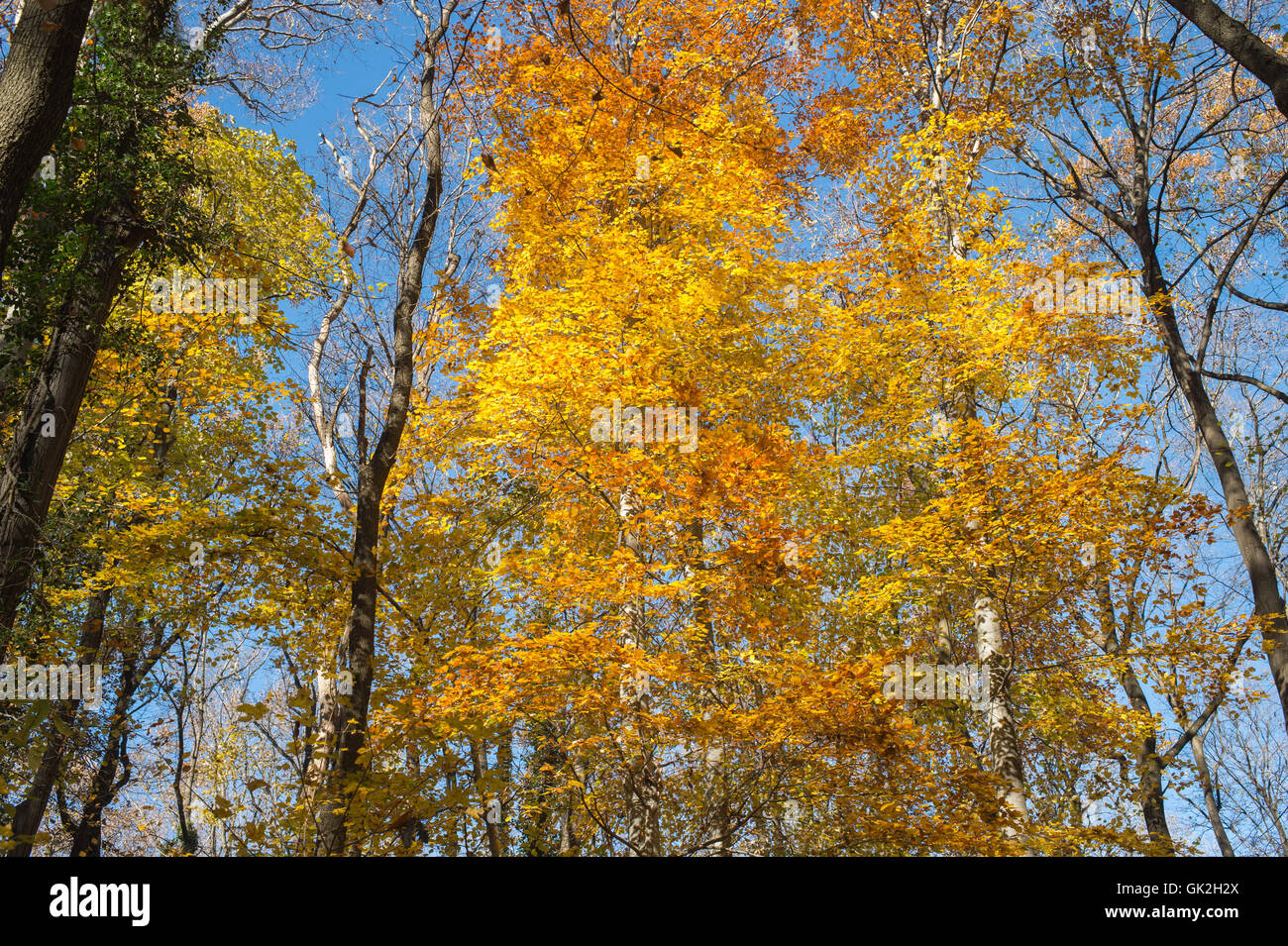 Colorful and bright autumn forest Stock Photo - Alamy