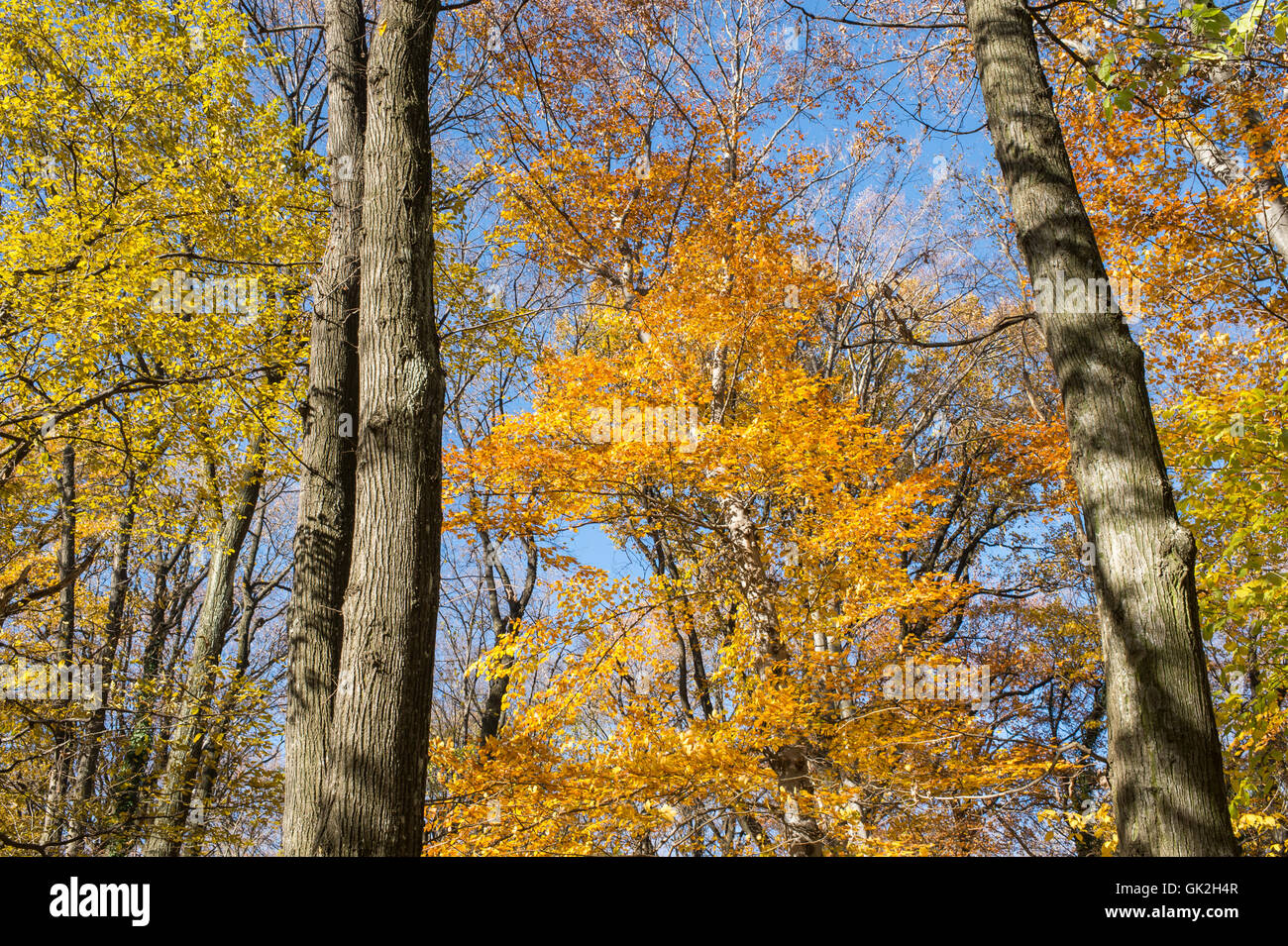 Colorful and bright autumn forest Stock Photo - Alamy