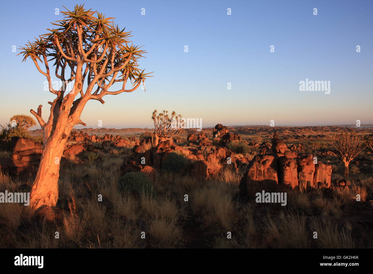 Namibia tree hi-res stock photography and images - Alamy