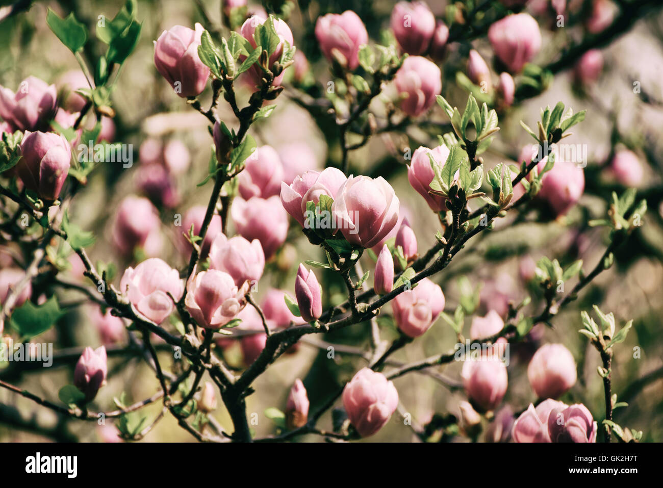 Magnolia spring flowers Stock Photo - Alamy