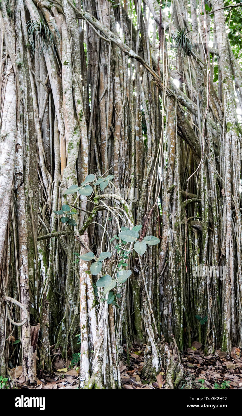 Banyan tree growing in the tropical Cuba Stock Photo - Alamy