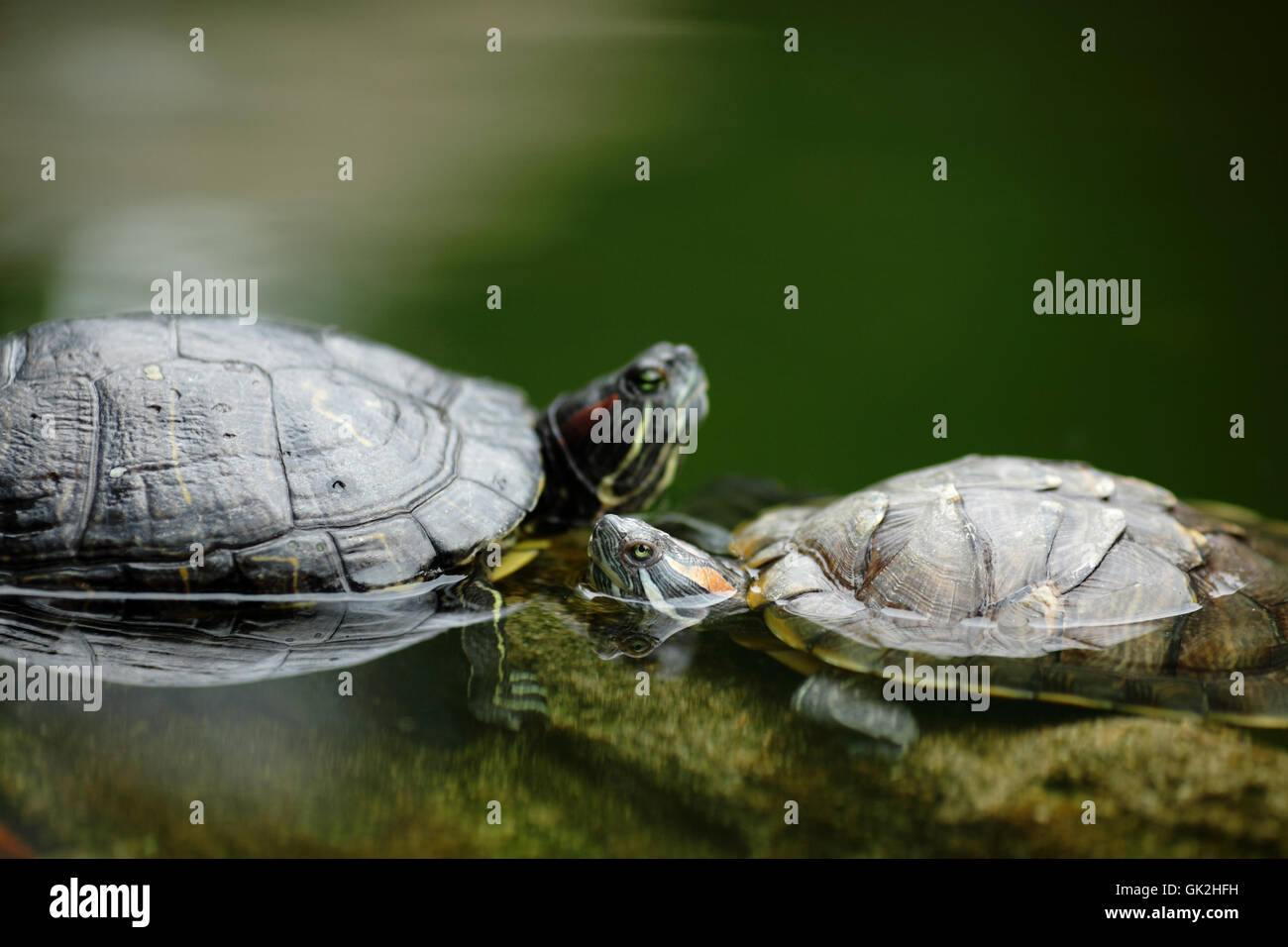 turtle tortoise talk Stock Photo - Alamy