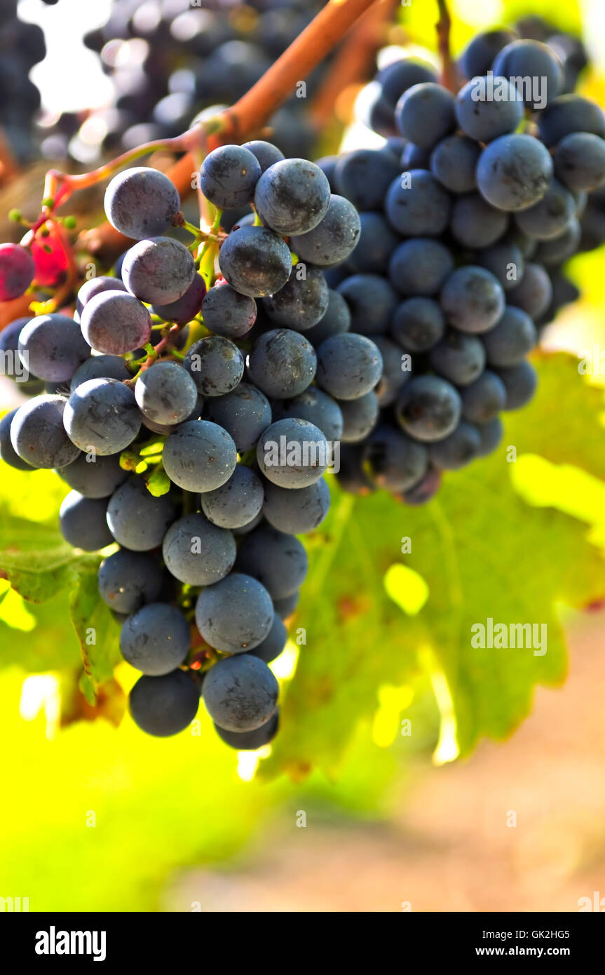 Grape leaves closeup hi-res stock photography and images - Alamy