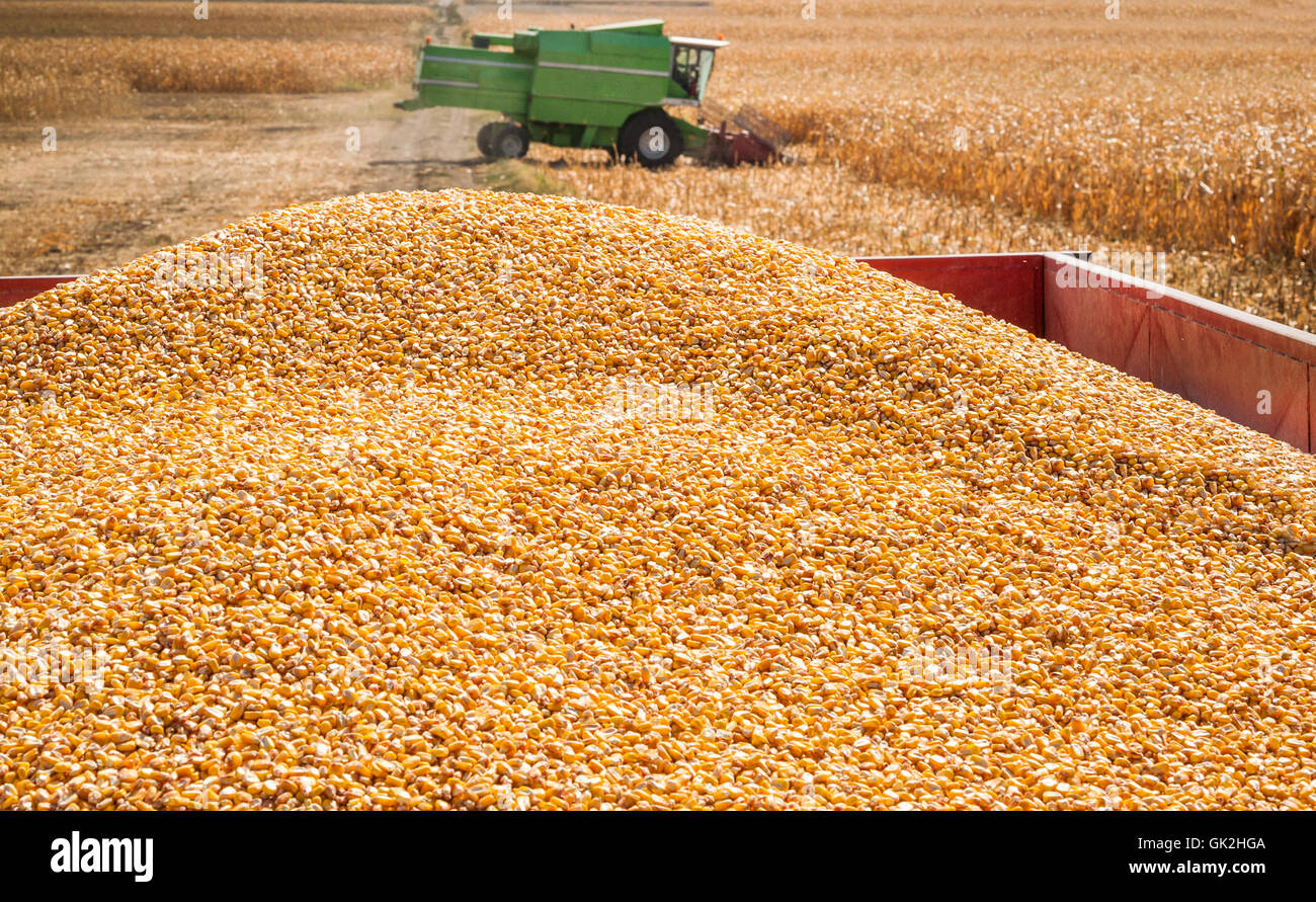 grain corn closeup on field Stock Photo - Alamy