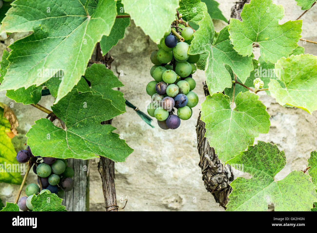 Creeping grape vine hi-res stock photography and images - Alamy