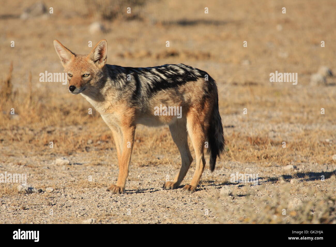 Fox howling hi-res stock photography and images - Alamy